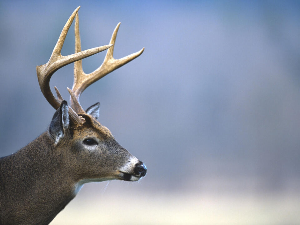 Cases of CWD-positive deer not detected in any new counties