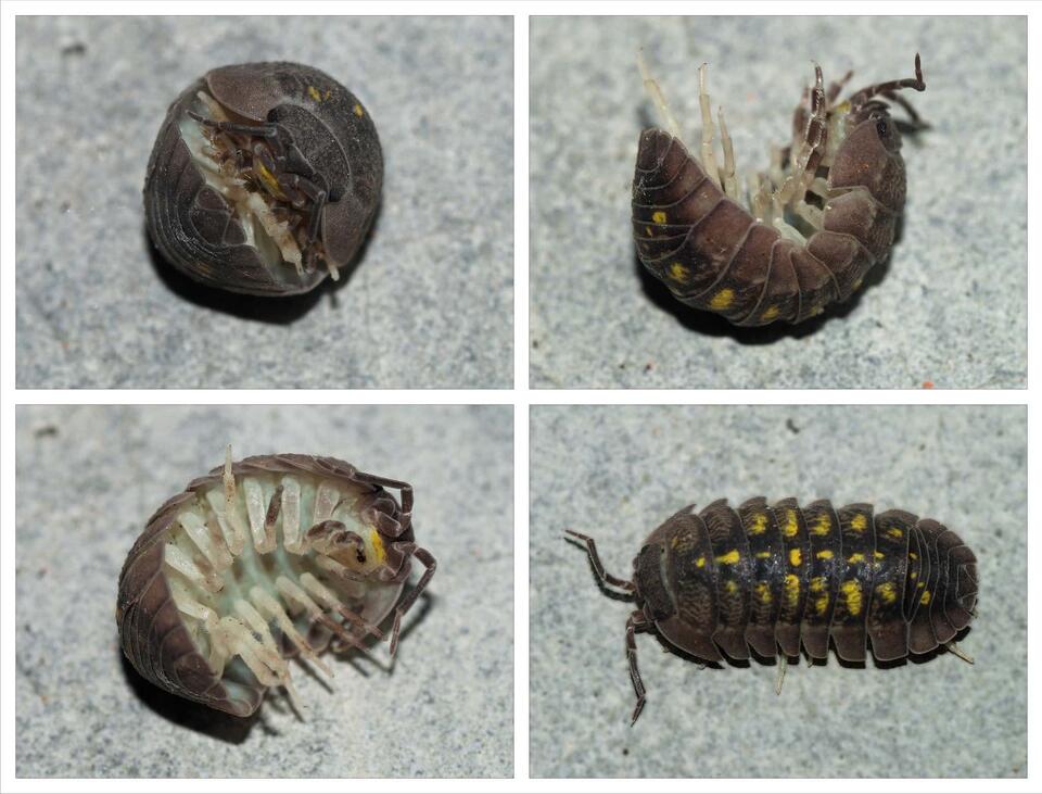 Not a Bug at All: Why Pill Bugs Are Actually Crustaceans - NewsBreak