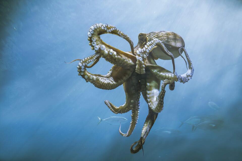 Washington may ban sales of farmed octopus - NewsBreak