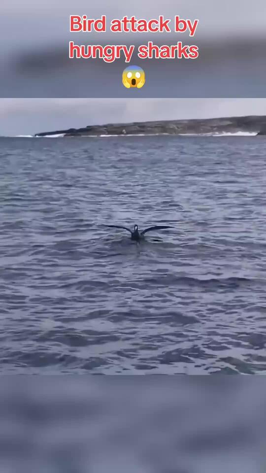 Bird attack by hungry sharks sharksattack sharksoftiktok - NewsBreak