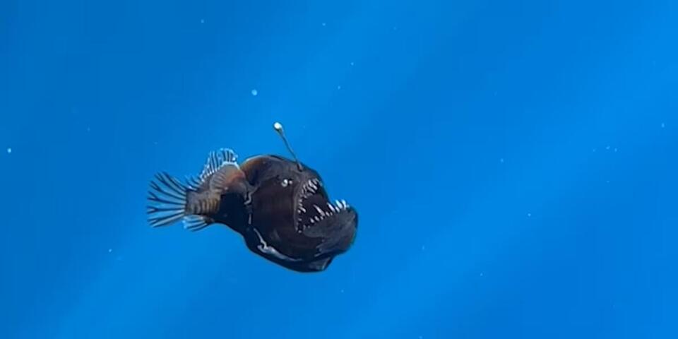 Biologists capture first-ever images of anglerfish near ocean’s surface ...