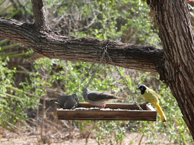 Choke Canyon State Park hosts bird festival amid ongoing drought ...