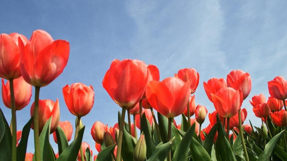 Brand Farms Tulip Festival Is Open Now in Farmington Through May 24 ...