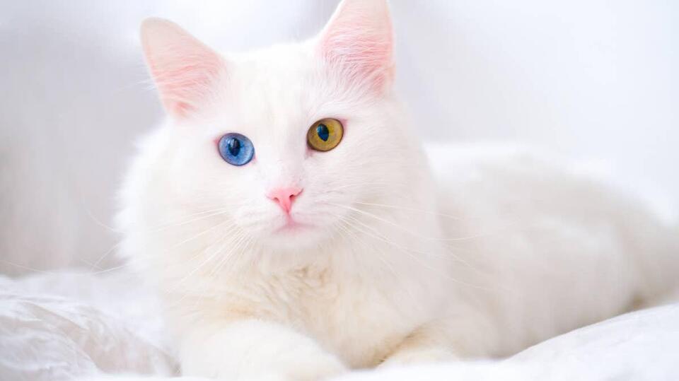 7 Beautiful Angora Cat Breeds Every Cat Lover Should Know - NewsBreak