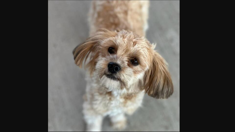 Small Dog, Big Snuggler: Meet the 13lb Quiet & Gentle Companion Who ...