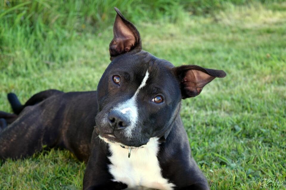Raising Kids With a Staffie: Lessons in Loyalty, Patience, and Joy ...