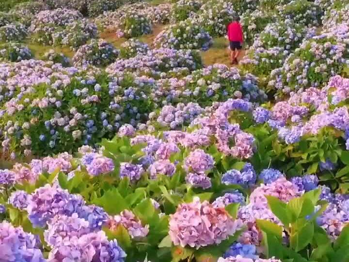 Hydrangeas (aka hortensia) act as natural pH indicators. Their flowers ...