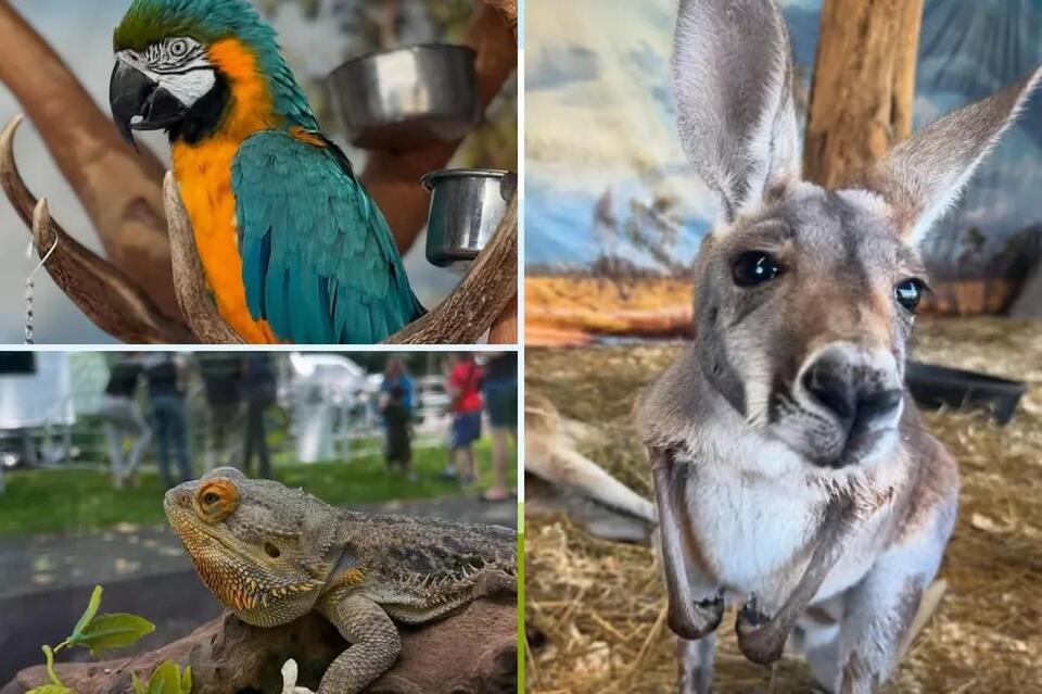 Two Popular Animals Seen At The Fair Retire - NewsBreak