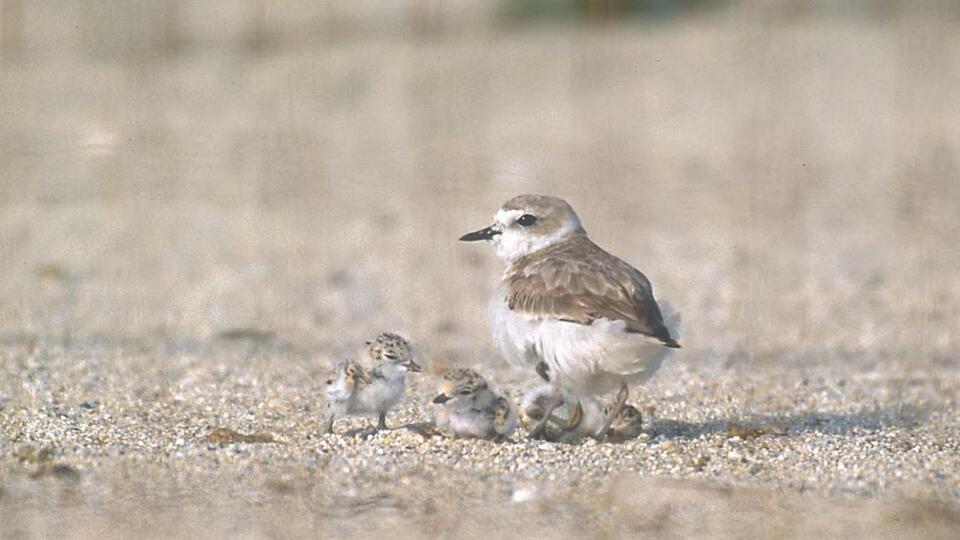 Plover nesting season begins on coast, restrictions in place to protect ...