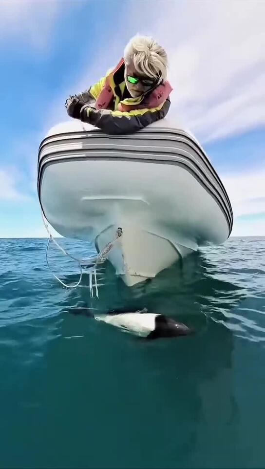 A magical encounter with a curious Commersons dolphin (locally known as ...