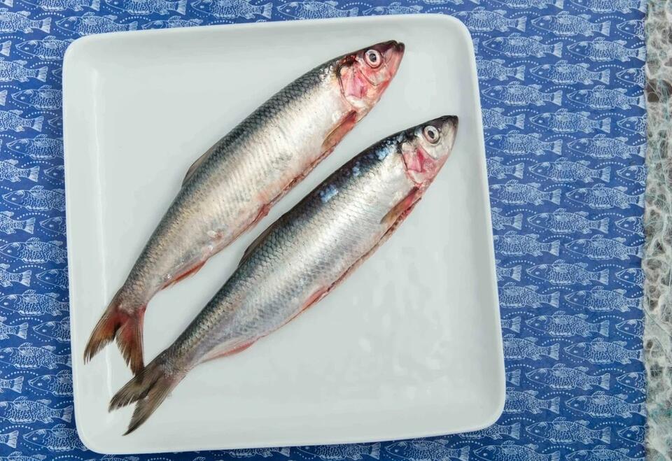 Can Dogs Eat Herring? Is Herring Safe For Dogs? - NewsBreak