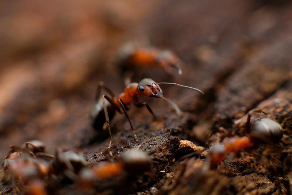 How Insects Have Evolved to Become the Most Successful Creatures on ...
