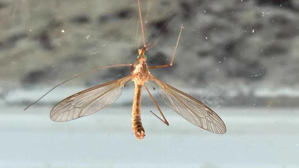 What are those giant mosquito-like insects? Just harmless crane flies ...