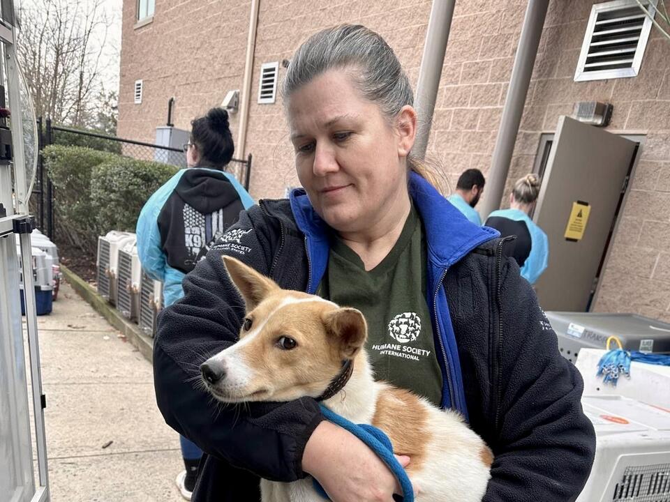 24 Dogs Saved From Indonesia’s Brutal Dog Meat Trade Begin Their New ...