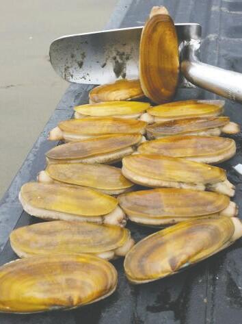 Razor clam digs slated for late December - NewsBreak