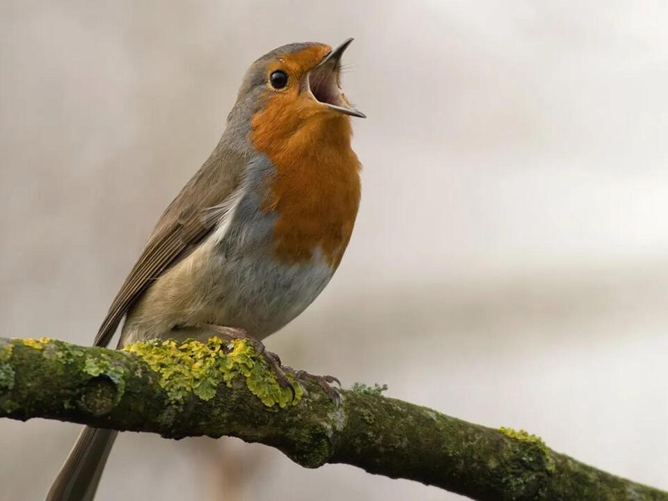 9 Birds That Sing at Night in Kentucky in 2025: Identification Made ...