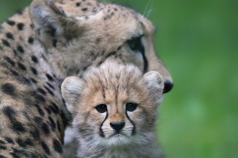Cheetah at Cincinnati Zoo Adopts Cub From Oregon Zoo to Increase Chance ...