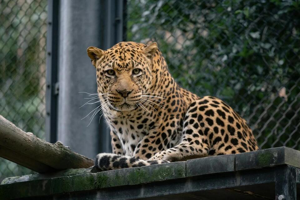 How Big Cats Are Trained in Zoos and Conservation Centers - NewsBreak