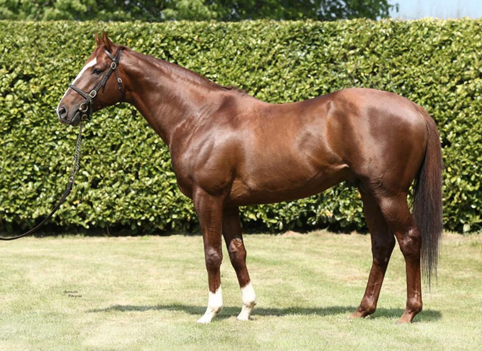 Al Shira'aa Racing's Rebel Moon Registers Gowran Debut Success - NewsBreak
