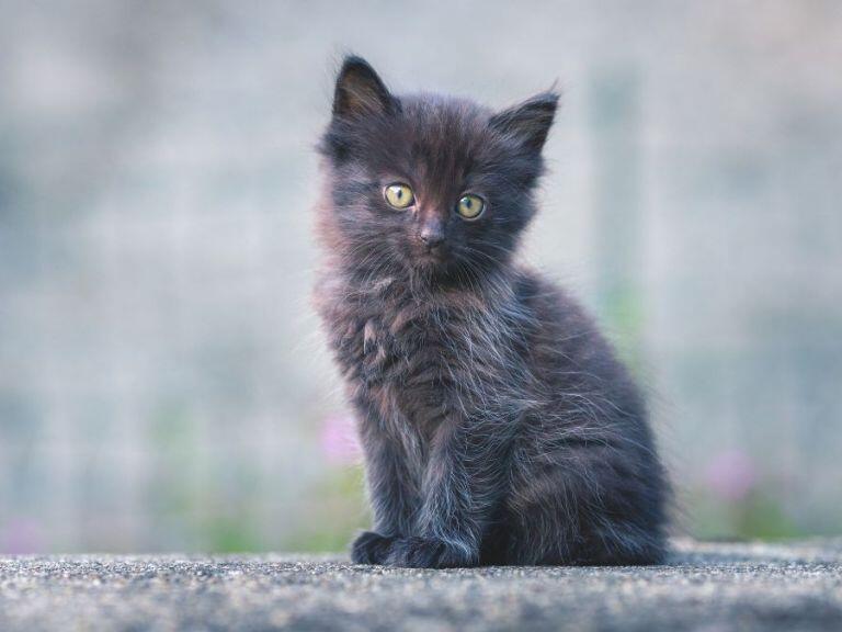 Truck Driver & Police Rescue Kitten From Highway in Florida