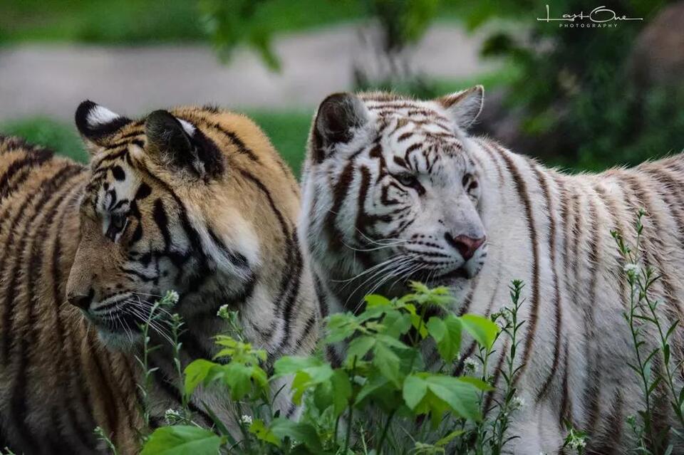 Pine Grove Zoo Goes Wild With Annual Fundraiser On Friday - NewsBreak