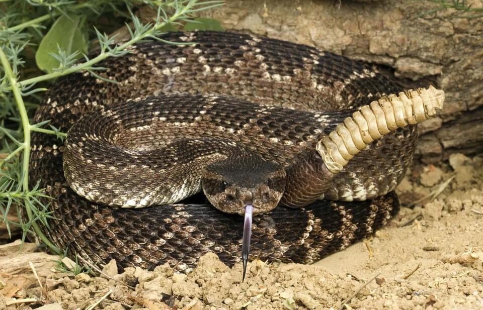 How Does A Rattlesnake Make Its Famous Rattle? - NewsBreak