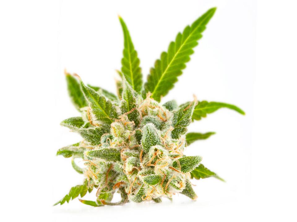 National Support for Marijuana Legalization Rises to 65% Among ...