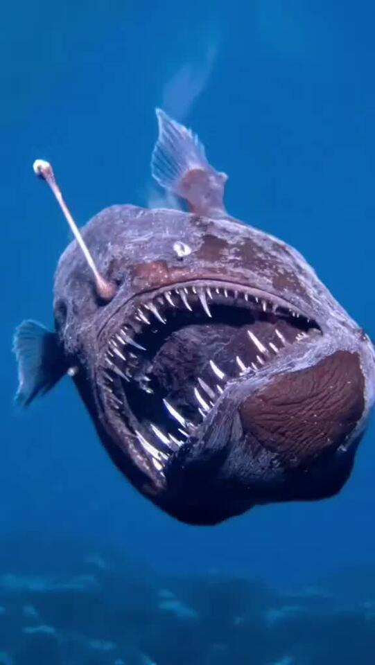 the devil fish part of the leviathan family, has risen from the deep ...
