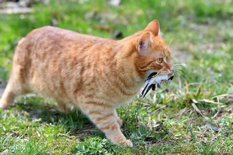 Predators of Cats: From Domestic Cats to Big Cats in the Wild - NewsBreak