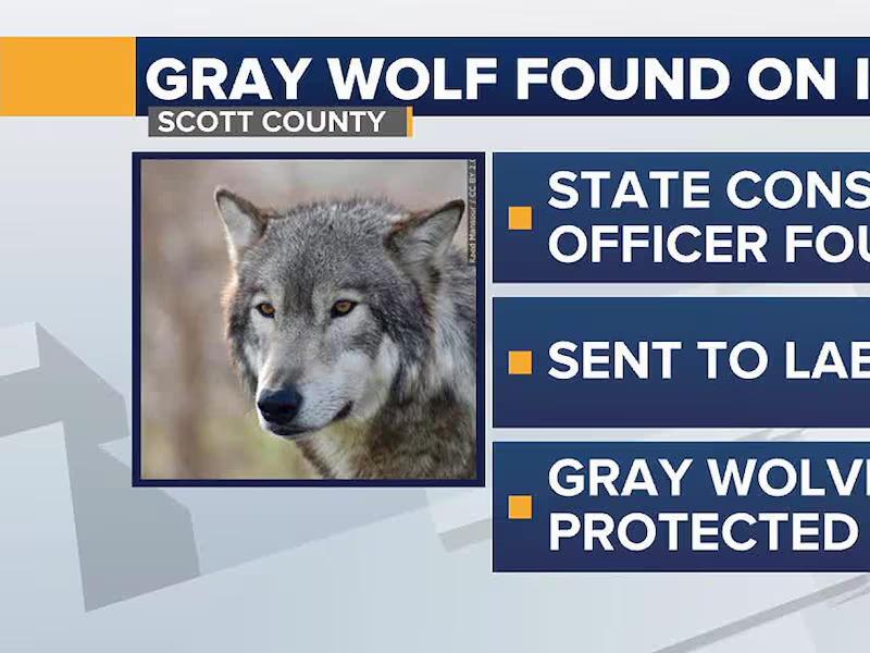 Officials find gray wolf dead near I-80 in Scott County