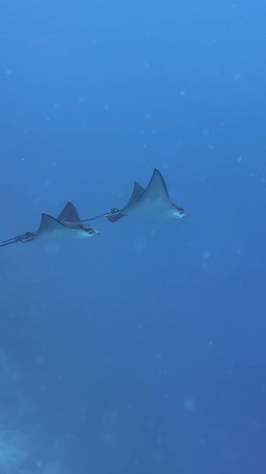 Majestic Eagle Rays Glide Through the Ocean Depths - NewsBreak