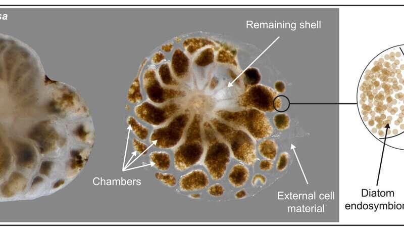 Understanding the relationship between foraminifera and their symbionts ...