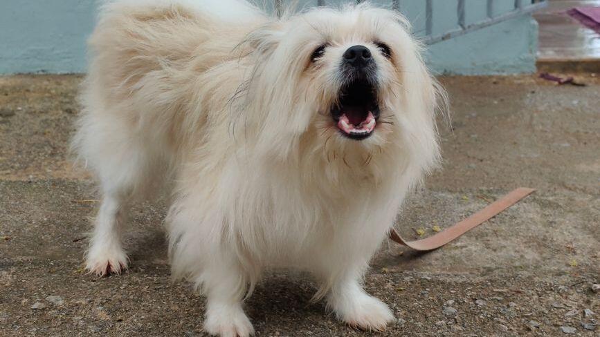 You’ll Never Believe What Your Dog’s Barking Is Really Saying About You ...