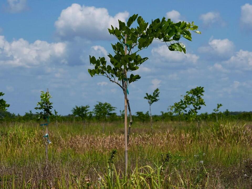 Pongamia trees grow where citrus once flourished, offering renewable ...