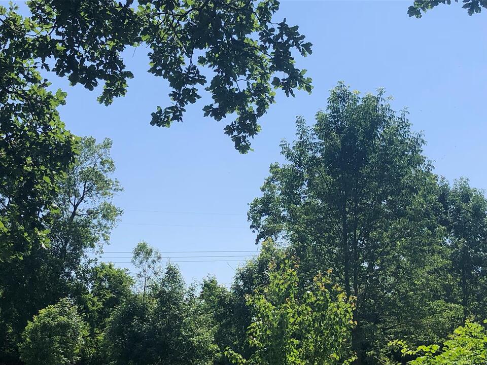 Feeling down? Hug a tree says local expert