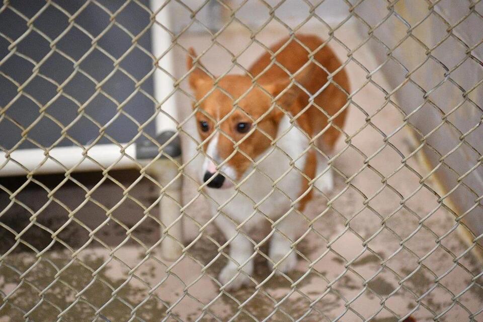Miami County Rallies for a New Animal Shelter: MC PAW and Partnership ...