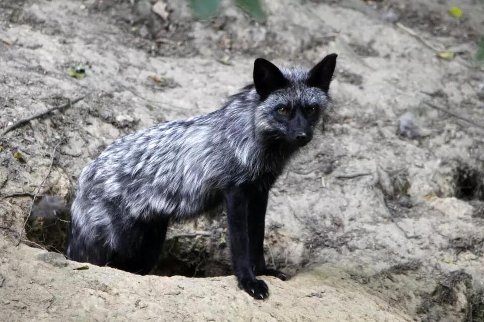 A Rare Silver Fox Was Spotted in Northern Colorado - NewsBreak