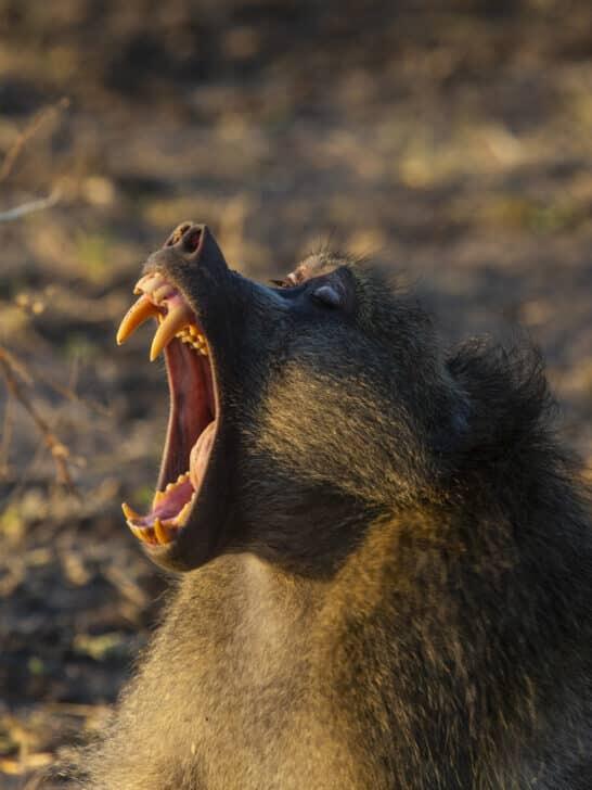 Gorilla Vs. Baboon the Primate Superstars - NewsBreak