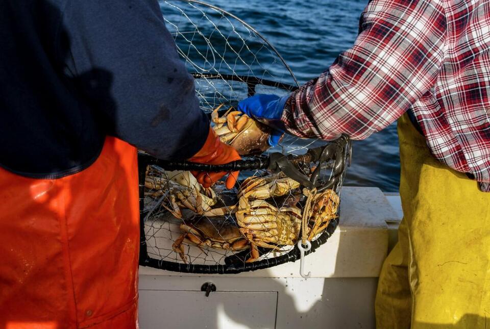 Conservation groups urge Oregon to reduce whale deaths from crab ...