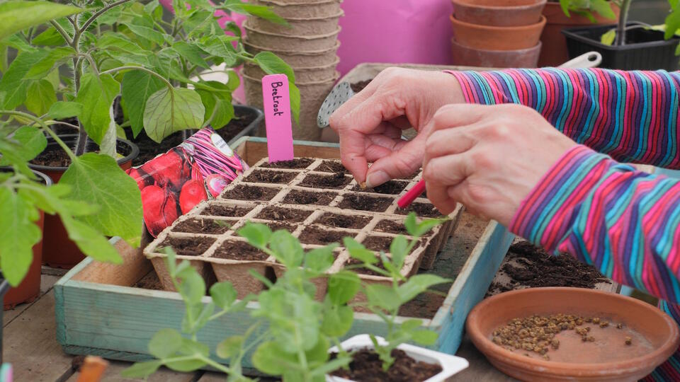 How to prepare for seed sowing – 7 game-changing tips to try - NewsBreak