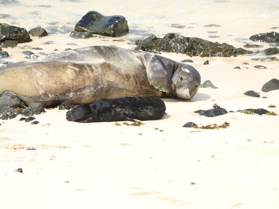 Monk seal birth at Mokulua Nui islet marks 11th on Oʻahu this year