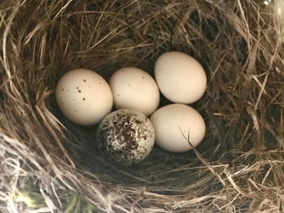 These birds trick other birds into raising their chicks