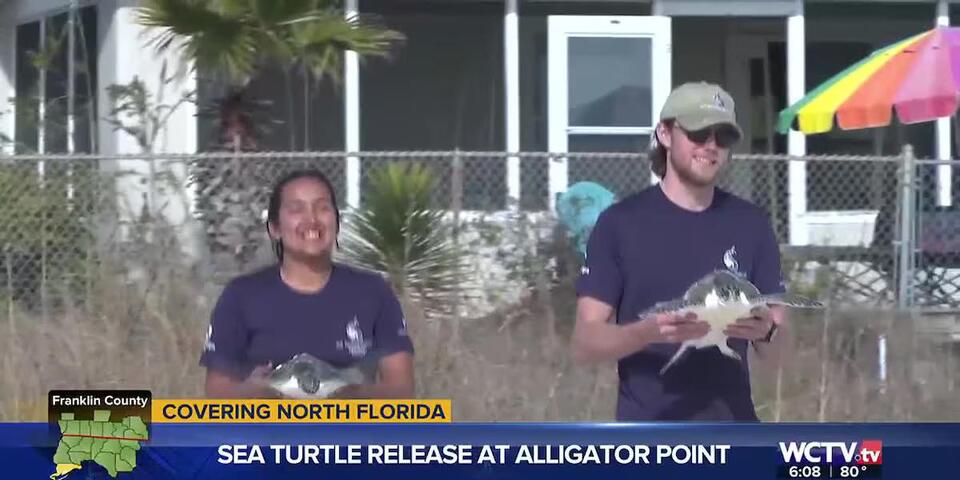 Sea turtles rescued from rare winter storm released at Alligator Point ...