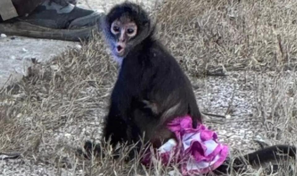 Yes, Missouri Police Really Did Capture a Monkey in a Pink Tutu - NewsBreak