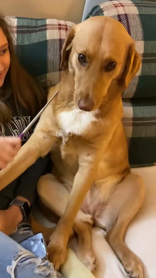 Dog Hilarious Reaction After Owner Stopped Scratching Her With Back ...