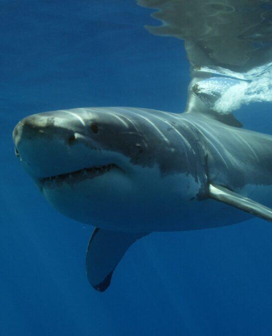 Great White Shark Vs. Australian Box Jellyfish - NewsBreak