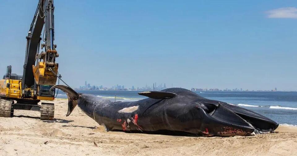 Cruise Ship Alarmed to Discover a 50,000-Pound Dead Whale Stuck to the ...