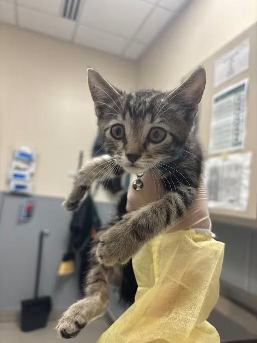 🐱 Playful & Sweet Cats Ready for Adoption in Las Vegas - NewsBreak