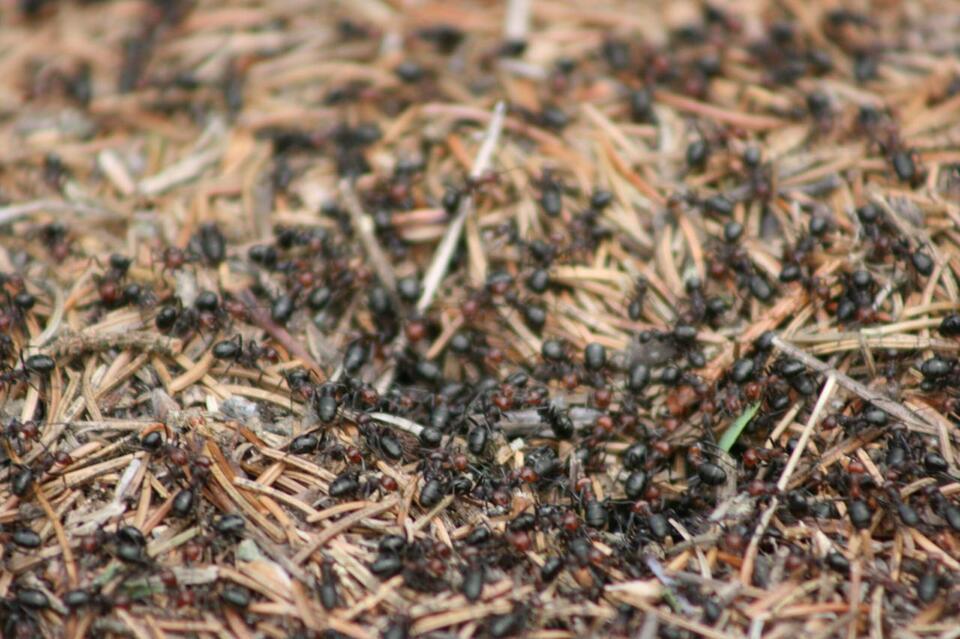 How Supercolonies of Ants Function Like One Giant Organism - NewsBreak