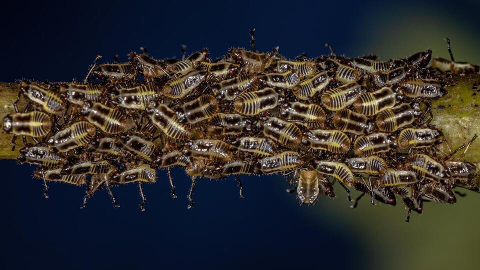 Officials Warn as Invasive Insects Spread Into New Regions - NewsBreak
